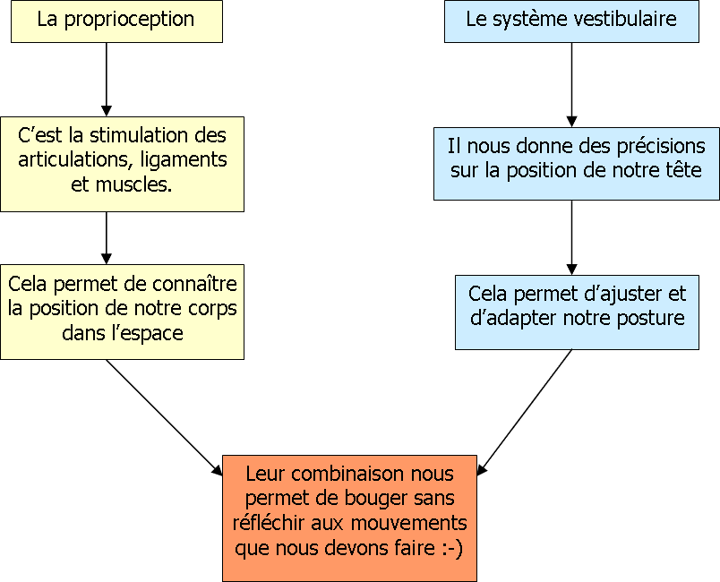 Notre 6ème sens: la proprioception :-) - La Bougeotte